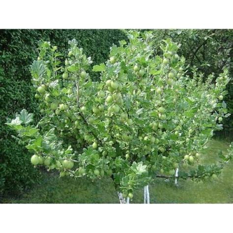 Bespyglis Skiepytas Kamieninis Agrastas Spine Free” Šilagalio Medelynas