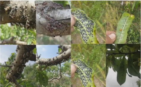 基于生物多样性保护的生物防治是生态农业发展必然趋势 王延静第三届植被病虫害遥感大会2022发言 澎湃号政务 澎湃新闻 The Paper