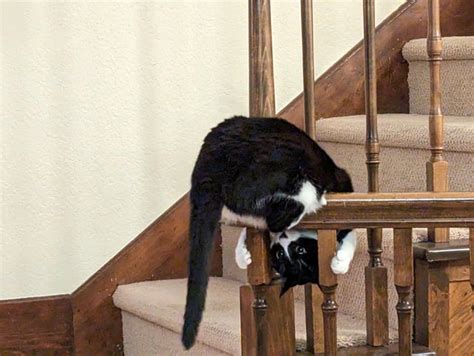 Our Cat Chases Her Own Tail In The Strangest Ways Rwhatswrongwithyourcat