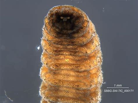Calliphoridae Pupae