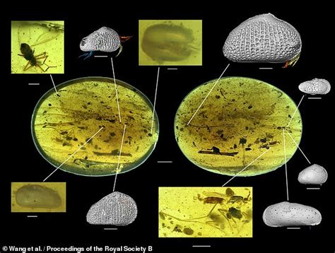 Fossils World S Oldest Sperm Are Discovered Inside A Female Crustacean From 100 Million Years
