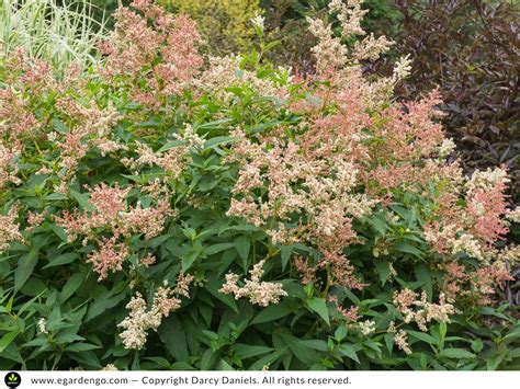 Persicaria Polymorpha