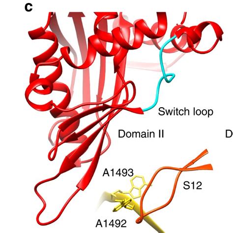 Interaction Of Rf1 With The Ribosomal Decoding Center A B Structures Download Scientific
