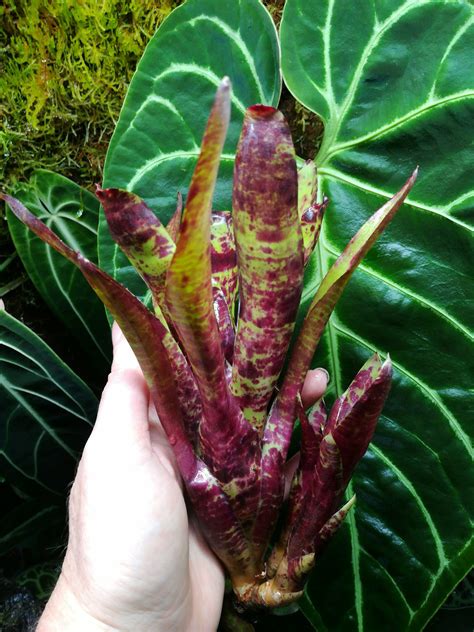 Neoregelia Java Plum Pinktropicalfr