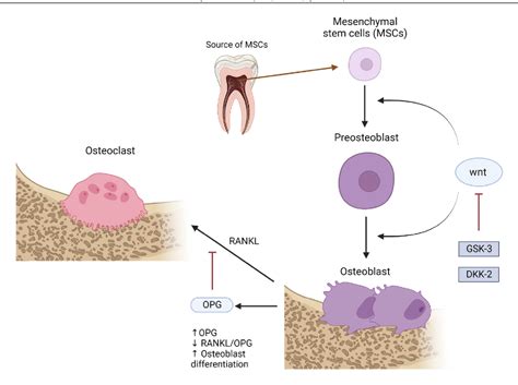 Figure 1 From Bone Repair And Key Signalling Pathways For Cell Based