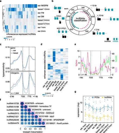 A Catalog Of Long Non Coding Lnc Rnas Expression During Early Maize