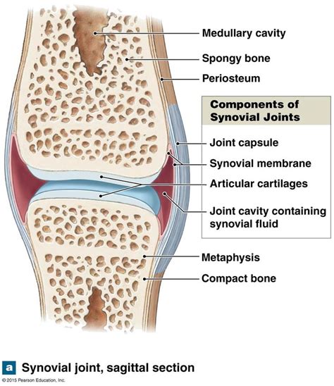 Structure Of Synovial Joint Diagram Structure Of Synovial Jo