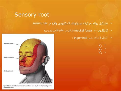 Trigeminal Nerve Pptx