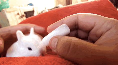 Tiniest Bunny Stretches Itty Bitty Paws To Reach Bottle