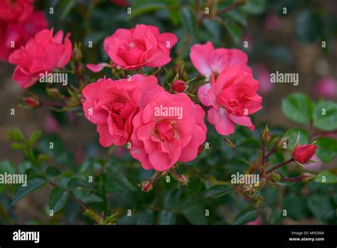 Rosy Cheeks Hi Res Stock Photography And Images Alamy