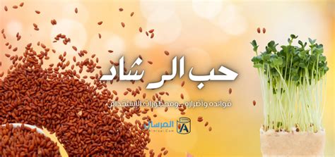 حب الرشاد فوائده وأضراره ومحظورات الإستخدام المرسال