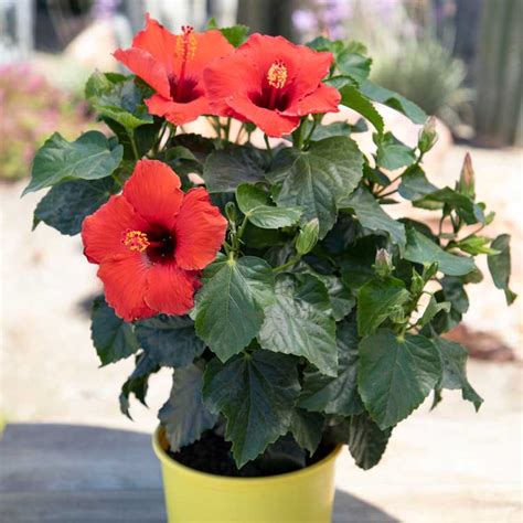 Sunscape Vibrant Hibiscuses Altman Plants