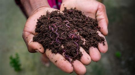 Worm Composting 101 Myriad Botanical Gardens