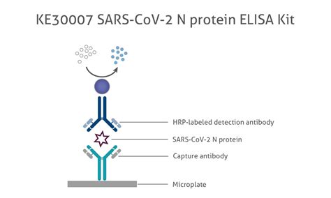 SARS CoV 2 N Protein SARS CoV 2 N Protein ELISA Kit Elisa Kit KE30007
