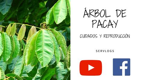 Pacai De Arbol