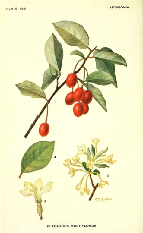 Elaeagnus Multiflora Systematics Etymology Habitat Cultivation