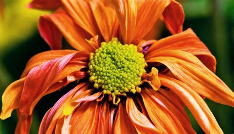 Plant Extinctions Are More Common Than Scientists Knew Futurity