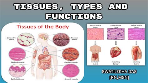The 4 Types Of Tissue