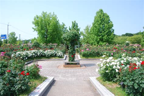 庄堺公園のバラの開花状況 彦根観光ガイド 公益社団法人 彦根観光協会