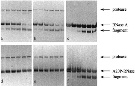 Gdnhcl Induced Conformational Transition Of Rnase A Fi Lled Circle