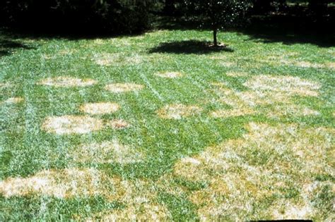 Crabapple Landscapexperts Prevent Brown Patch Or Pythium Blight With