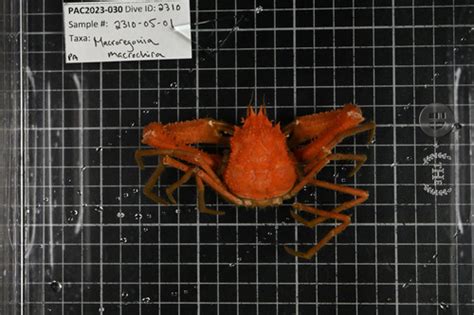 Splitnose Crab Northeast Pacific Deep Exploration Project A Mlnep
