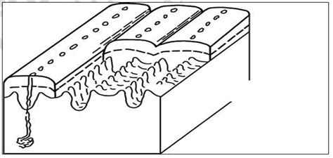 Dermatoglyphics In Forensic Anthropology Forensic Anthropology