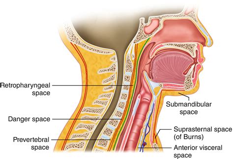 Submandibular Space