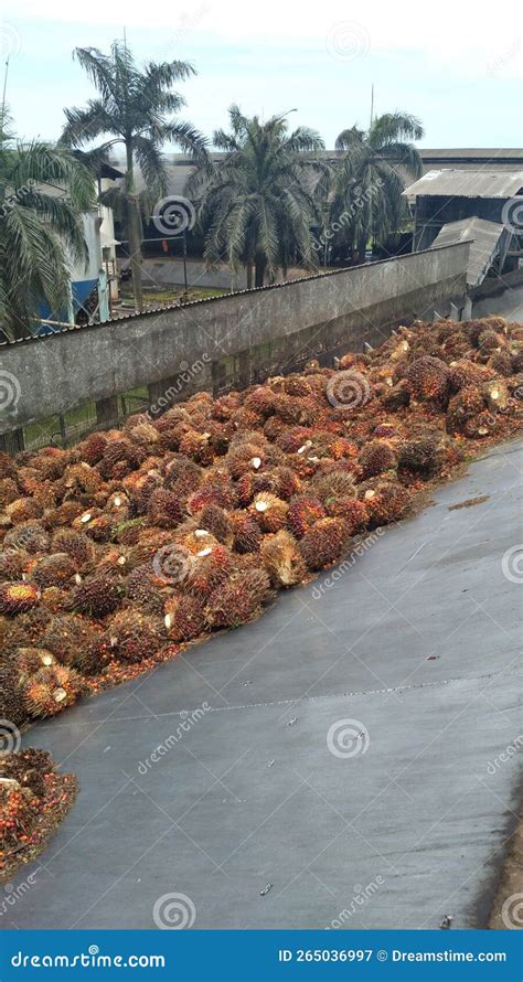 Elasies Gueniesis Jack Stasiun Loading Ramp Stock Image Image Of Wood