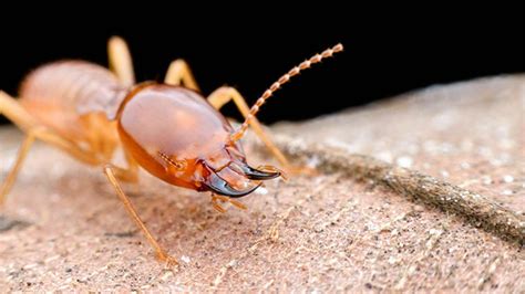 What Attracts Termites To Your Commercial Property Gc Pest Control