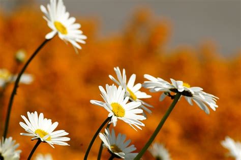 Prästkrage Spetsig Blomma Vit Gratis foto på Pixabay Pixabay