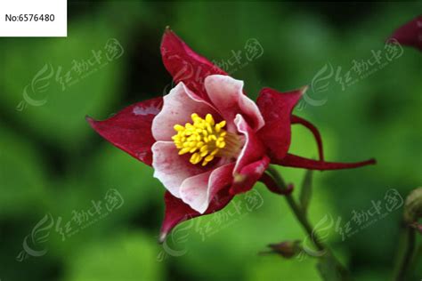 红色西洋耧斗菜花高清图片下载 红动中国