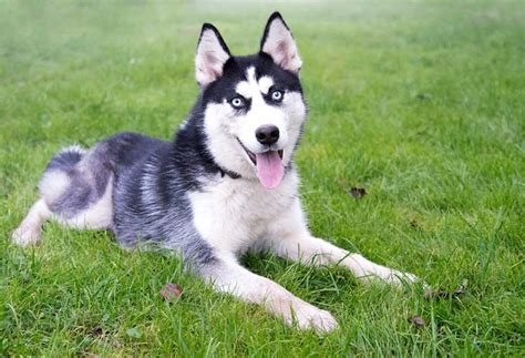 What Does A Husky Look Like