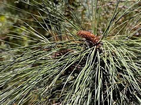 Oak Pine Forests