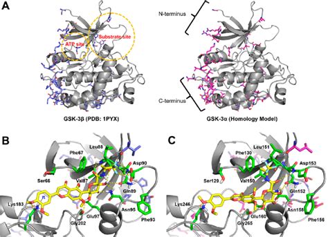 Molecular Models Of Gsk 3β And Gsk 3α And The Docking Complexes With