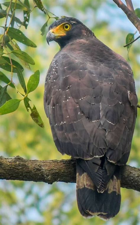 Eagle Aesthetic Wallpaper Wildlife Photography