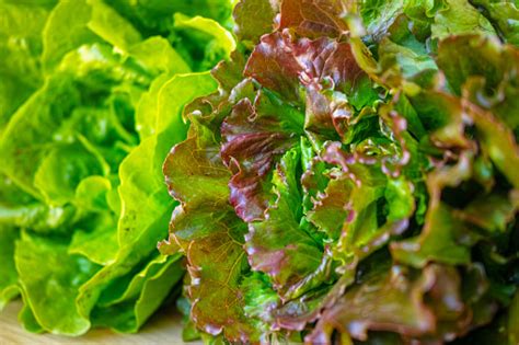 신선한 유기농 녹색 상 추 잎 야채 Salade 건강 식품 개념에에서 먹을 준비가 0명에 대한 스톡 사진 및 기타 이미지 0