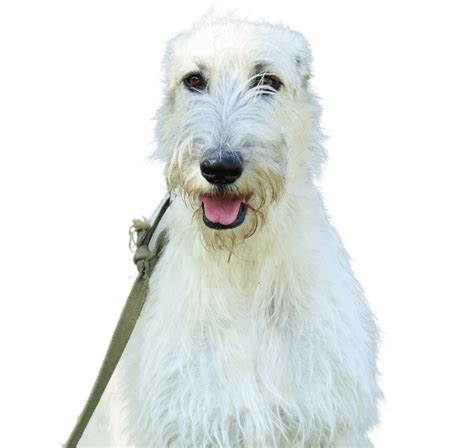 Ierse Wolfshond Karakter Wat Moet Je Echt Weten Ierse Wolfshond Wereld