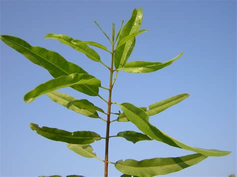 Tecomella Undulata Efloraofindia