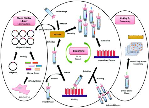 Principle Of Filamentous Bacteriophage M13 Phage Display Using A