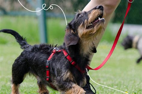 O Que Faz Um Dog Walker Descubra Agora Blog Da Pet Anjo