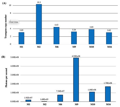 Agrobacterium Mediated Transformation Of The Dwarf Soybean MiniMax