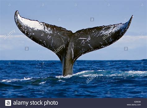 Whale Tail Slap High Resolution Stock Photography and Images - Alamy