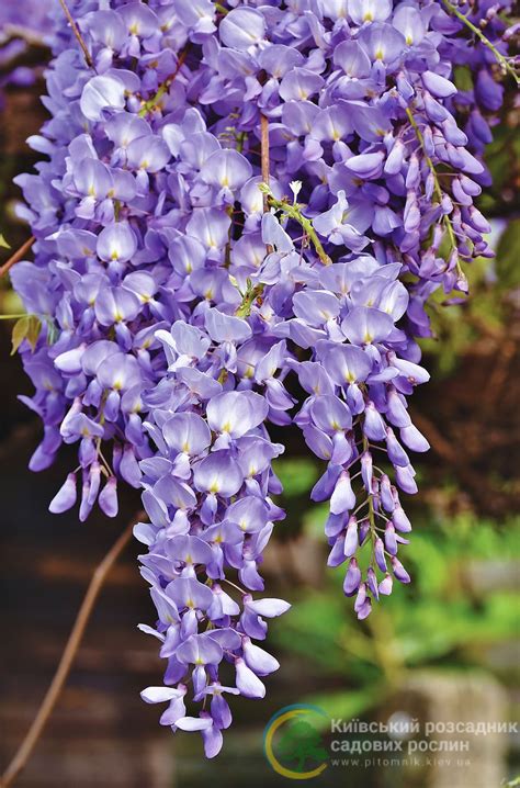 Глициния (Вистерия) Viola | подажа саженцев в Украине