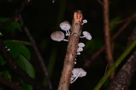 마른가지선녀버섯 솔개의 둥지