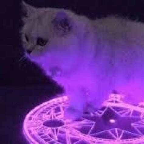 Demonic Litlle Gray Cat Evade Fanmade Nextbots Wiki Fandom