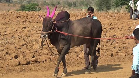 Racing Bulls Of Allarwad And Mk Hubli Tadas Bailgadi Sharyat Youtube