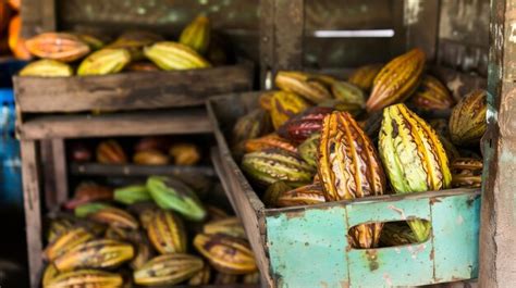 Cocoa Pods In A Storage Premium Ai Generated Image