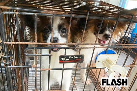 グーグルは高評価有名ペット店の「動物虐待」を告発！皮膚病も放置、無資格注射で致死も Smart Flashスマフラ 光文社週刊誌