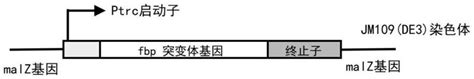 一种重组菌株及基于此的高产2 岩藻糖基乳糖的工程菌及工程菌的应用 爱企查